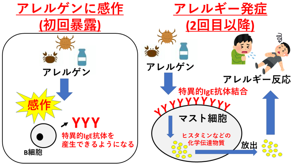 アレルギー検査｜名古屋おもて内科・呼吸器内科クリニック｜荒畑駅・御器所駅